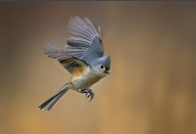 Deborah Lewinson Tufted Titmouse – Berks Photographic Society
